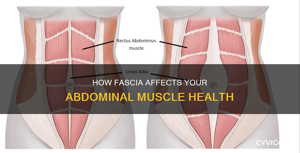 How Fascia Affects Your Abdominal Muscle Health | CyVigor