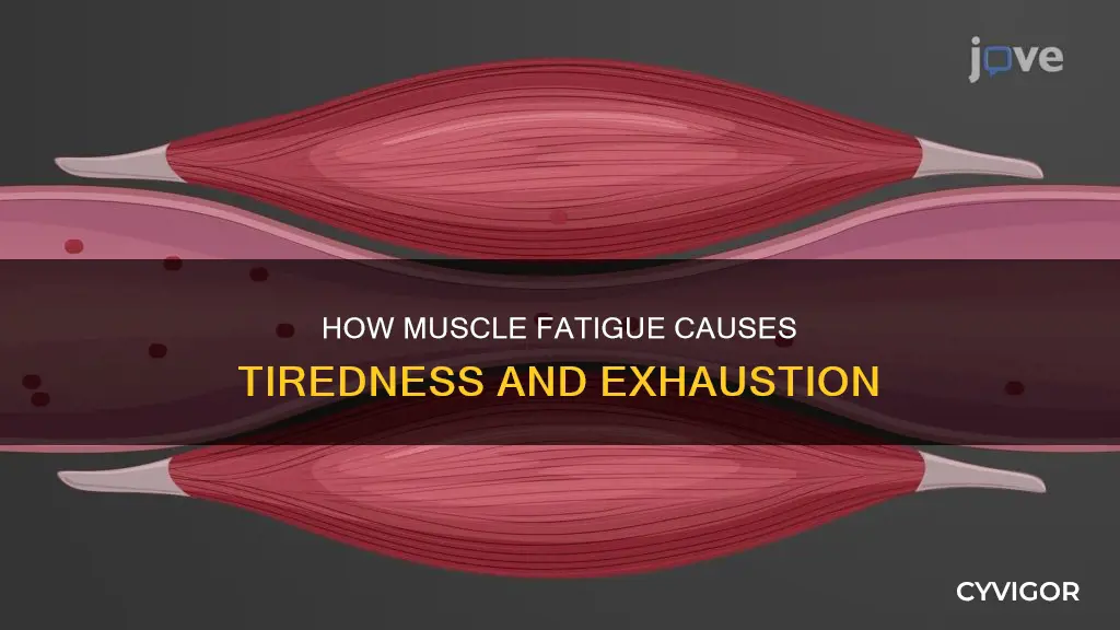 How Muscle Fatigue Causes Tiredness And Exhaustion | CyVigor