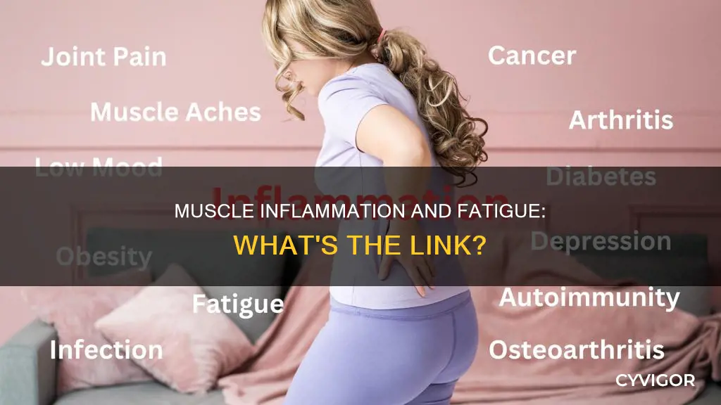 Muscle Inflammation And Fatigue: What's The Link? | CyVigor