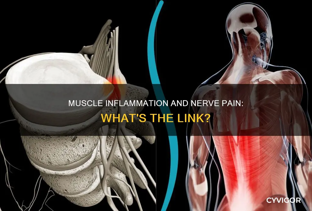 Muscle Inflammation And Nerve Pain: What's The Link? | CyVigor