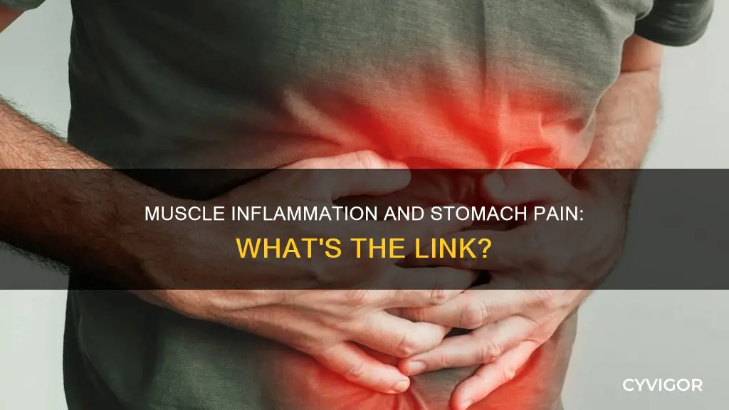 Muscle Inflammation And Stomach Pain: What's The Link? | CyVigor