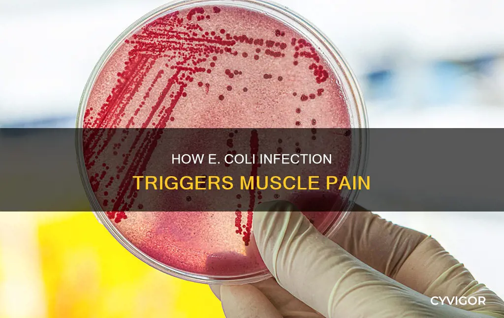 How E. Coli Infection Triggers Muscle Pain | CyVigor