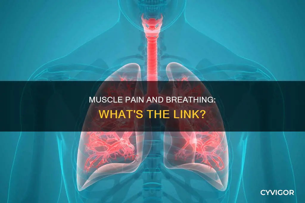 Muscle Pain And Breathing: What's The Link? | CyVigor