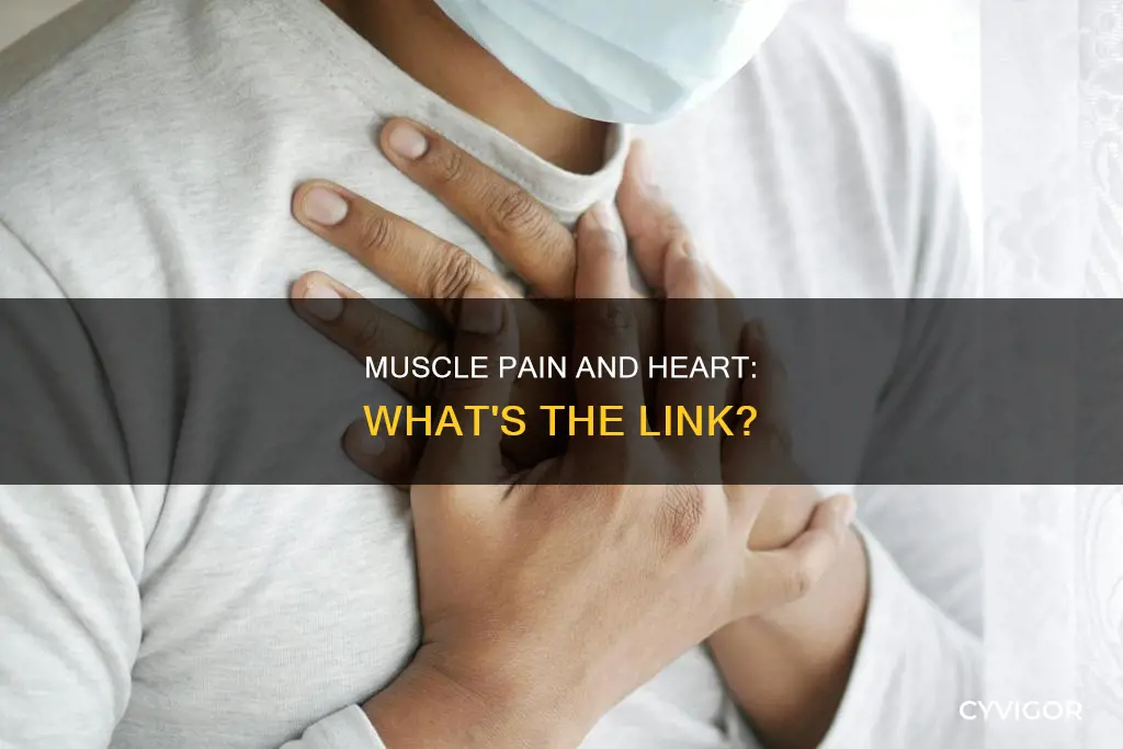 Muscle Pain And Heart: What's The Link? | CyVigor