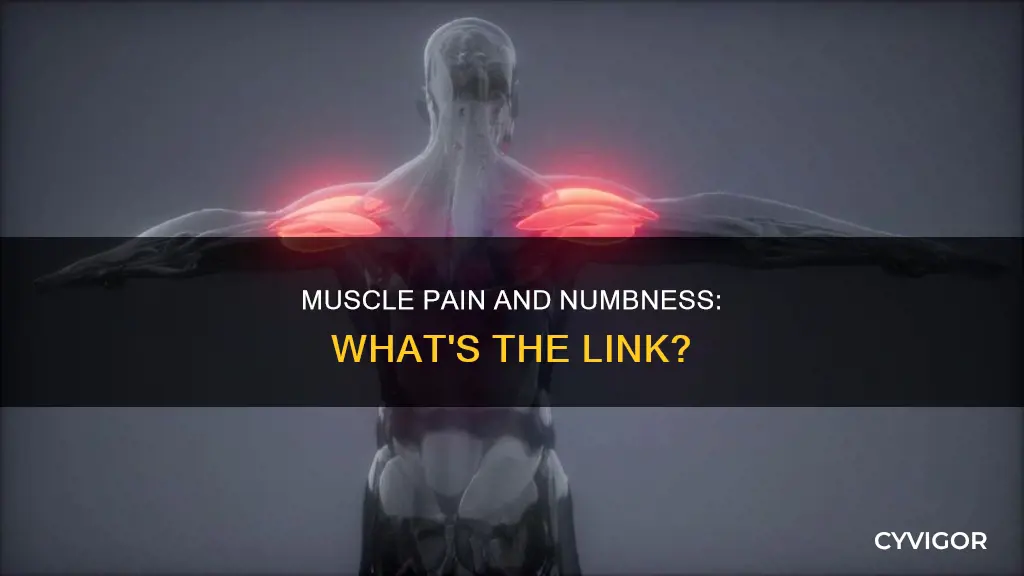 Muscle Pain And Numbness: What's The Link? | CyVigor