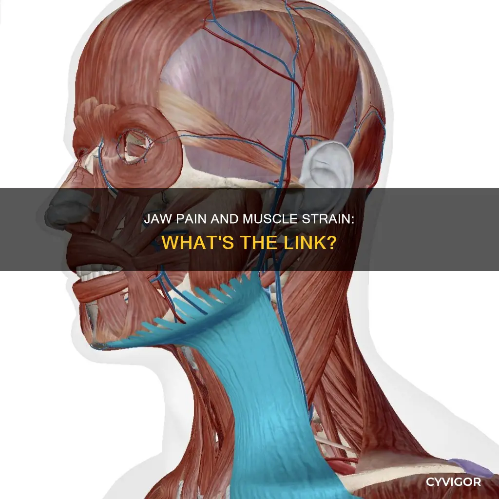 Jaw Pain And Muscle Strain: What's The Link? | CyVigor