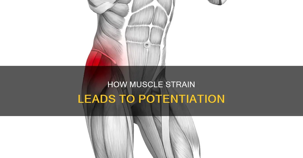How Muscle Strain Leads To Potentiation | CyVigor