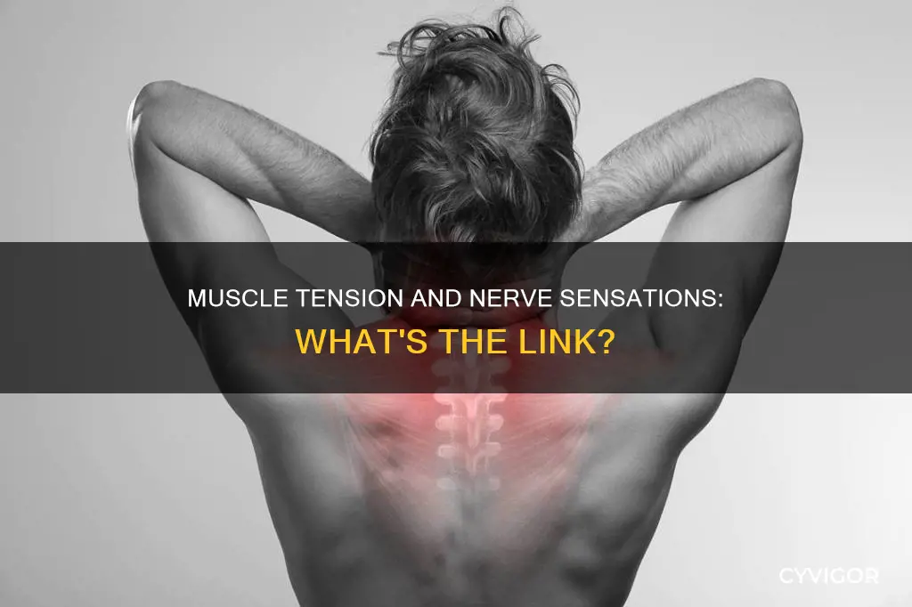 Muscle Tension And Nerve Sensations: What's The Link? | CyVigor