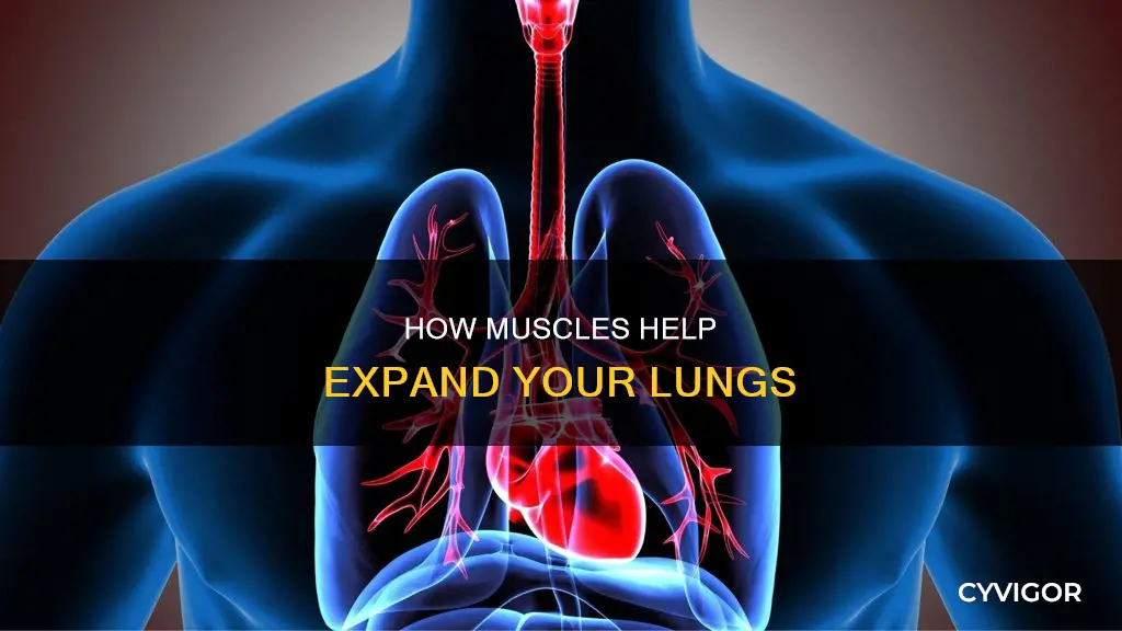 How Muscles Help Expand Your Lungs | CyVigor