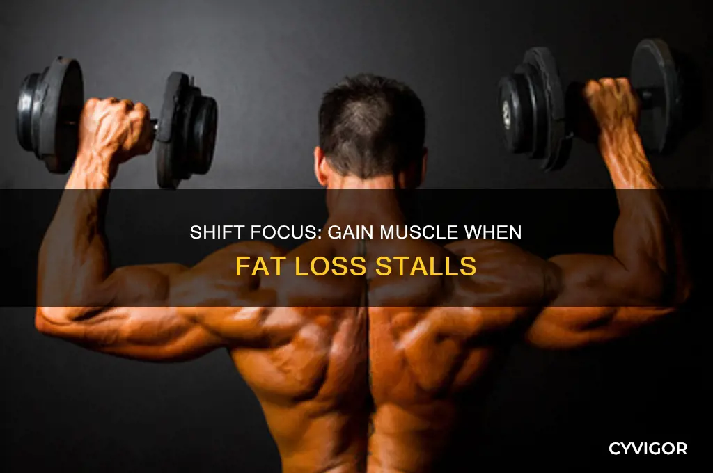 Shift Focus: Gain Muscle When Fat Loss Stalls | CyVigor