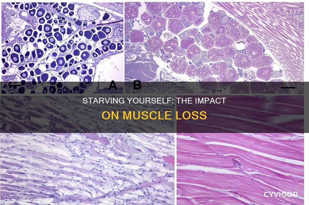 Starving Yourself: The Impact On Muscle Loss | CyVigor