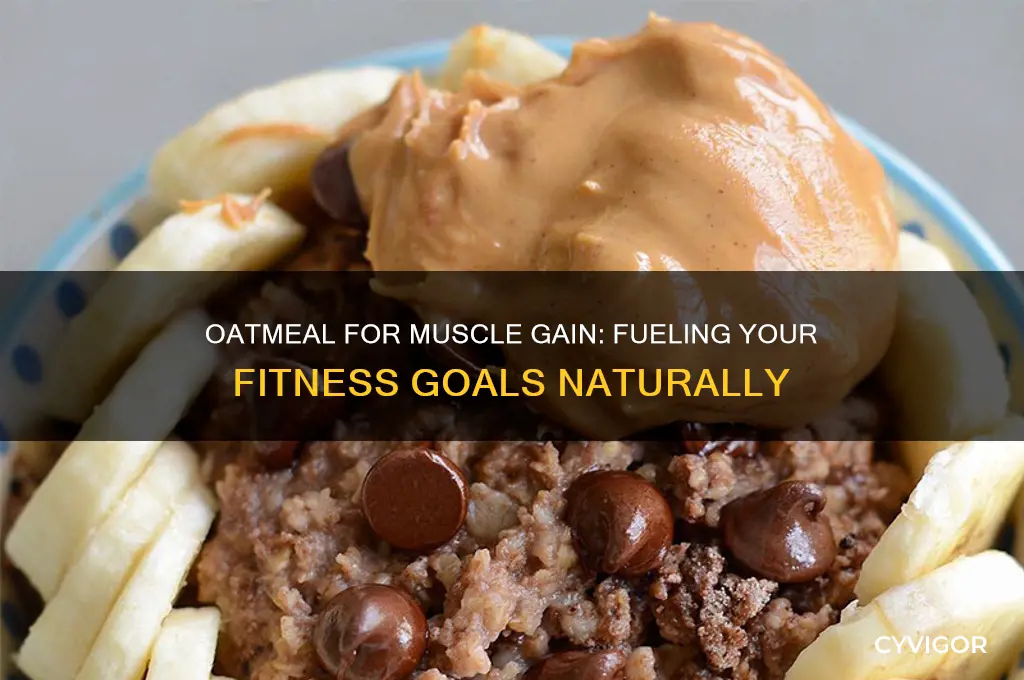 Oatmeal For Muscle Gain: Fueling Your Fitness Goals Naturally | CyVigor