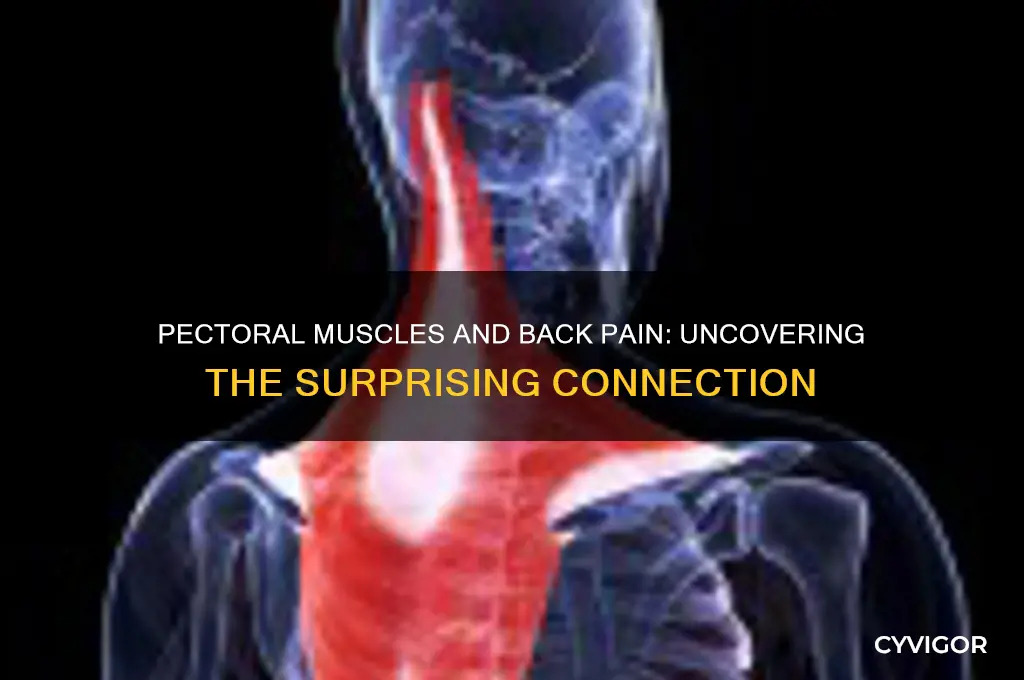 Pectoral Muscles And Back Pain: Uncovering The Surprising Connection ...
