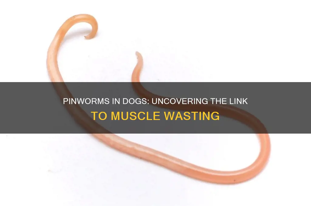 Pinworms In Dogs: Uncovering The Link To Muscle Wasting | CyVigor