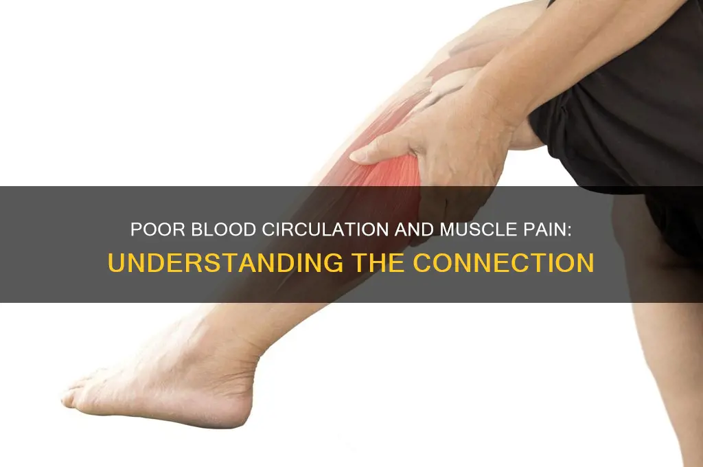 Poor Blood Circulation And Muscle Pain: Understanding The Connection ...