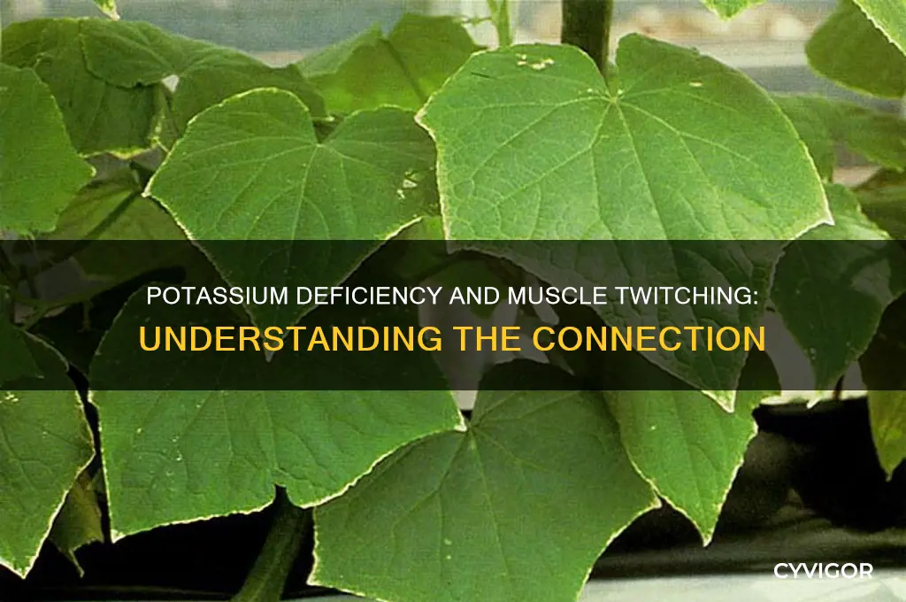 Potassium Deficiency And Muscle Twitching: Understanding The Connection ...