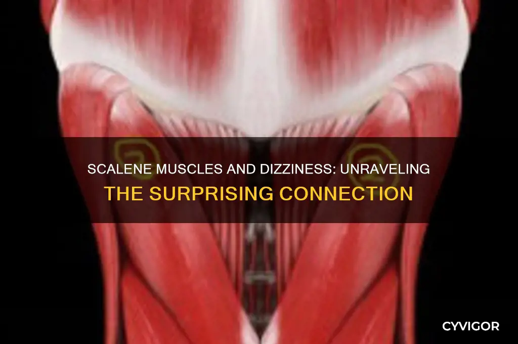 Scalene Muscles And Dizziness: Unraveling The Surprising Connection ...