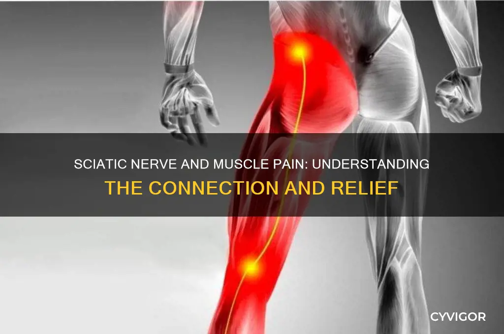 Sciatic Nerve And Muscle Pain: Understanding The Connection And Relief ...