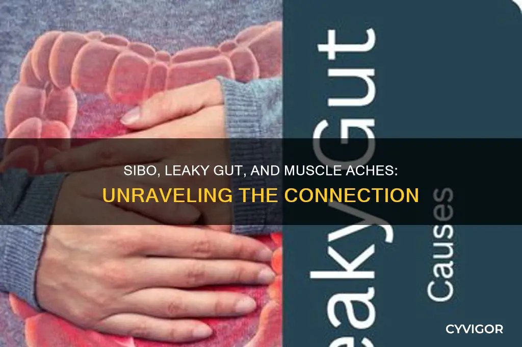 Sibo, Leaky Gut, And Muscle Aches: Unraveling The Connection | CyVigor