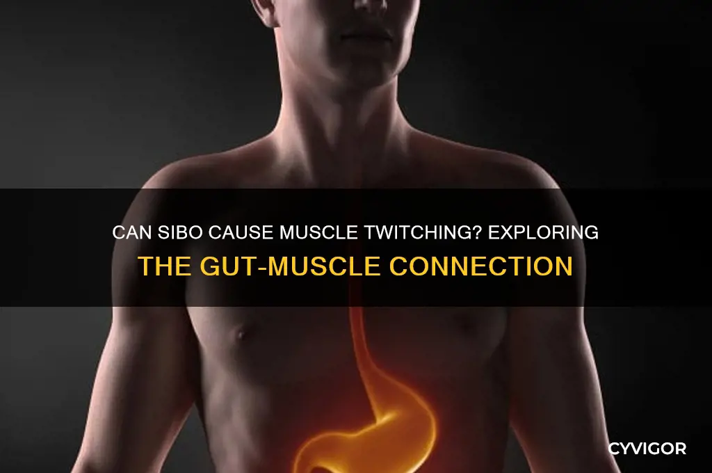 Can Sibo Cause Muscle Twitching? Exploring The Gut-Muscle Connection ...