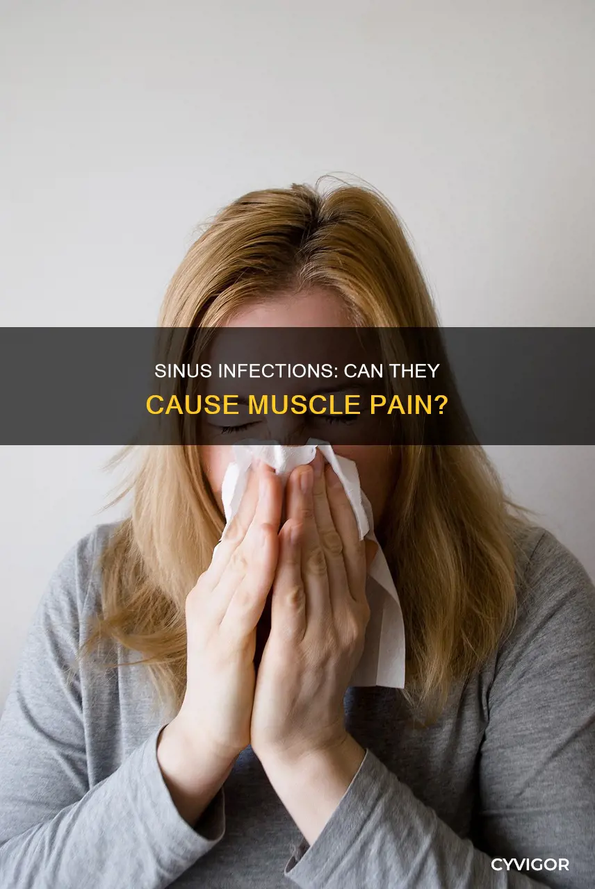 Sinus Infections: Can They Cause Muscle Pain? | CyVigor