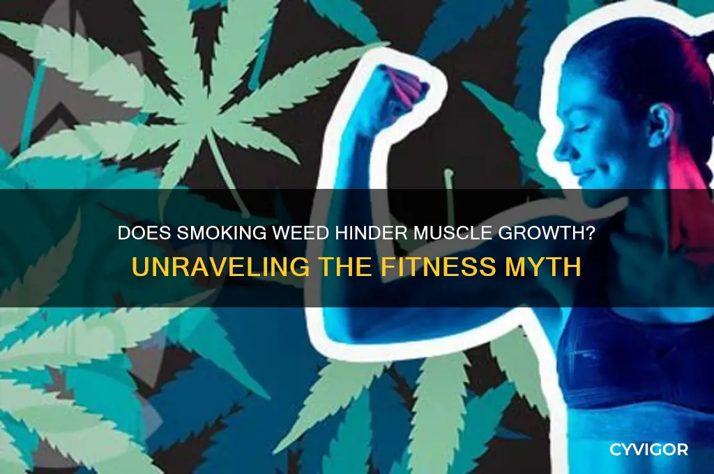 Does Smoking Weed Hinder Muscle Growth? Unraveling The Fitness Myth ...