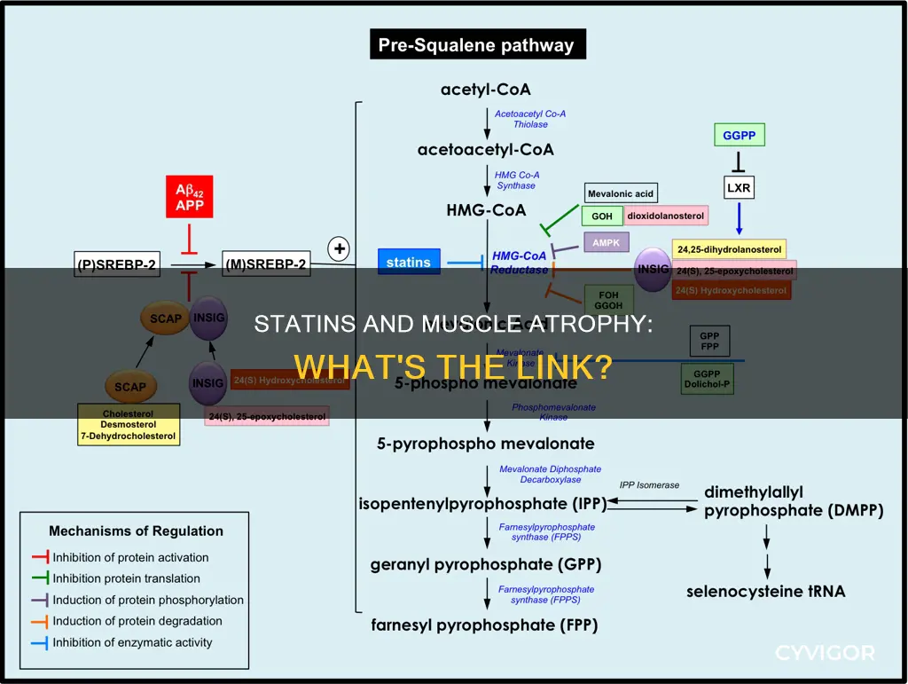 Statins And Muscle Atrophy: What's The Link? | CyVigor