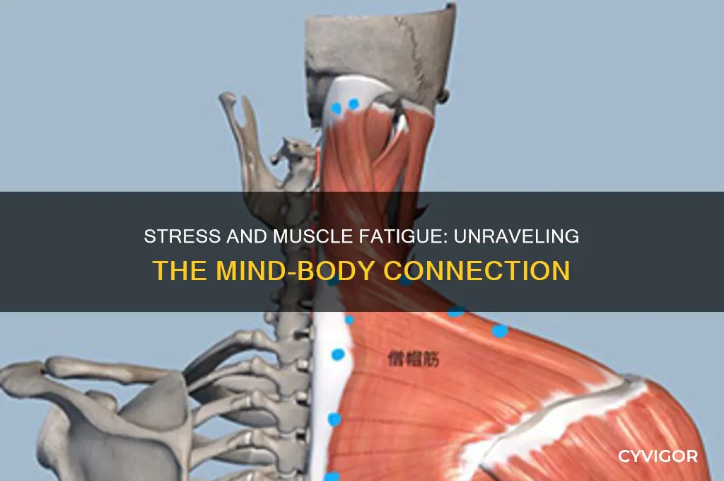 Stress And Muscle Fatigue: Unraveling The Mind-Body Connection | CyVigor