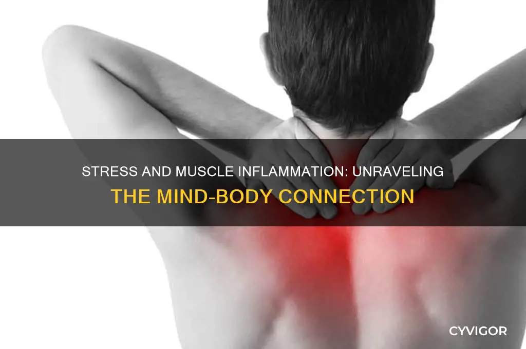 Stress And Muscle Inflammation: Unraveling The Mind-Body Connection ...