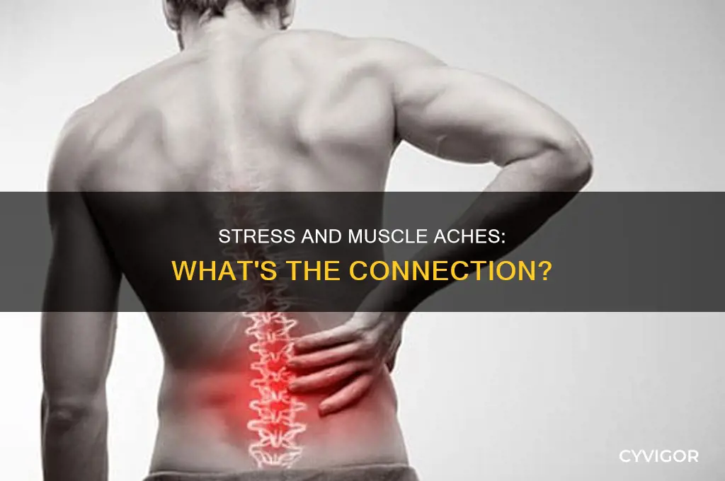 Stress And Muscle Aches: What's The Connection? | CyVigor