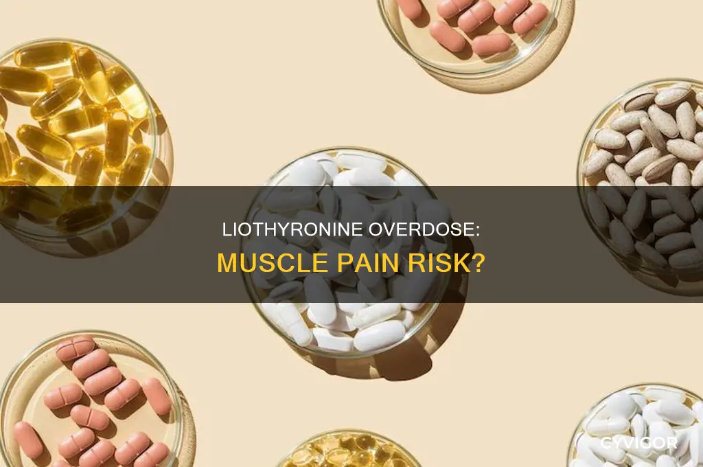 Liothyronine Overdose: Muscle Pain Risk? | CyVigor