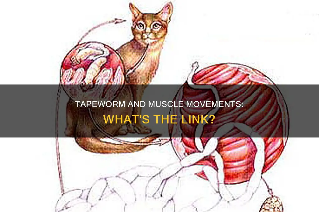 Tapeworm And Muscle Movements: What's The Link? | CyVigor