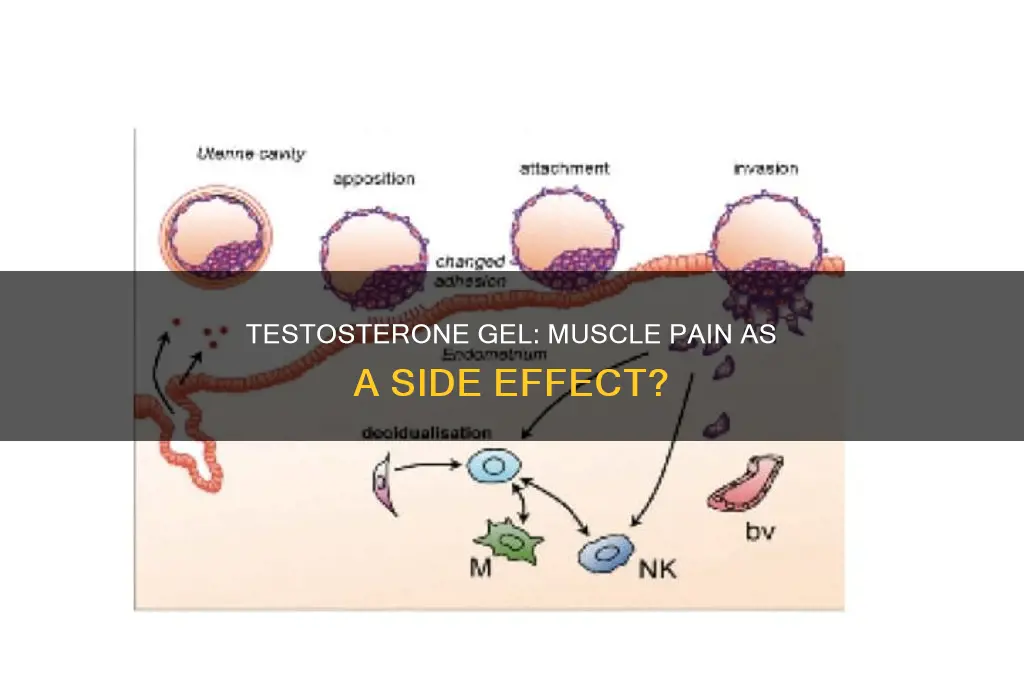 Testosterone Gel: Muscle Pain As A Side Effect? | CyVigor