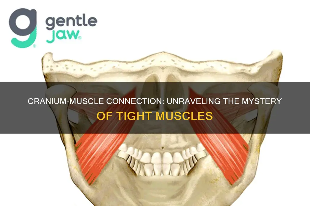 Cranium-Muscle Connection: Unraveling The Mystery Of Tight Muscles ...