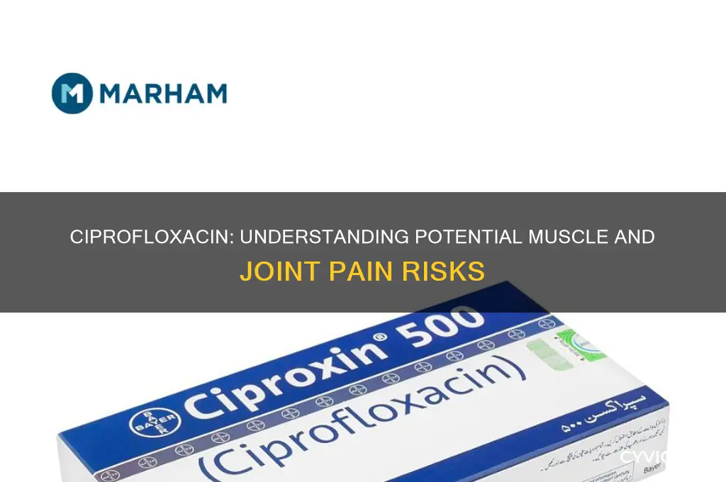 Ciprofloxacin: Understanding Potential Muscle And Joint Pain Risks ...
