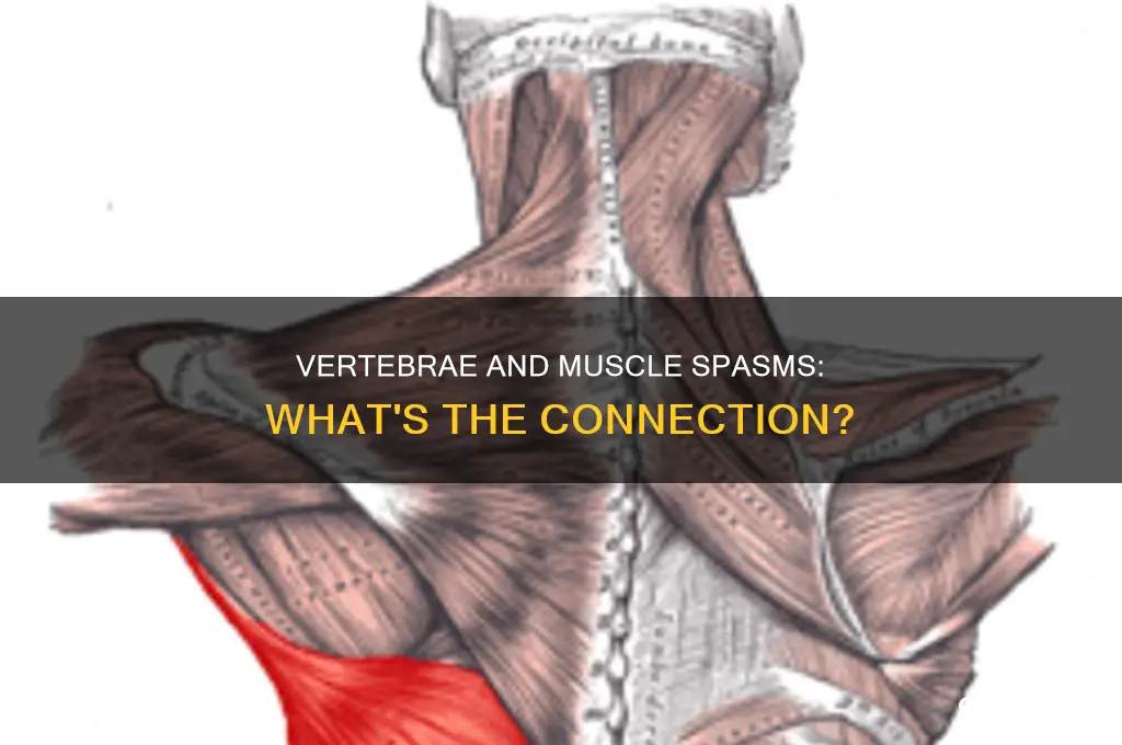 Vertebrae And Muscle Spasms: What's The Connection? | CyVigor