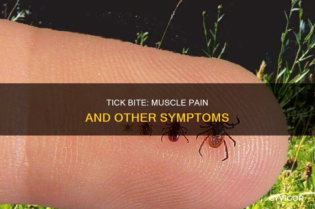 Tick Bite: Muscle Pain And Other Symptoms | CyVigor