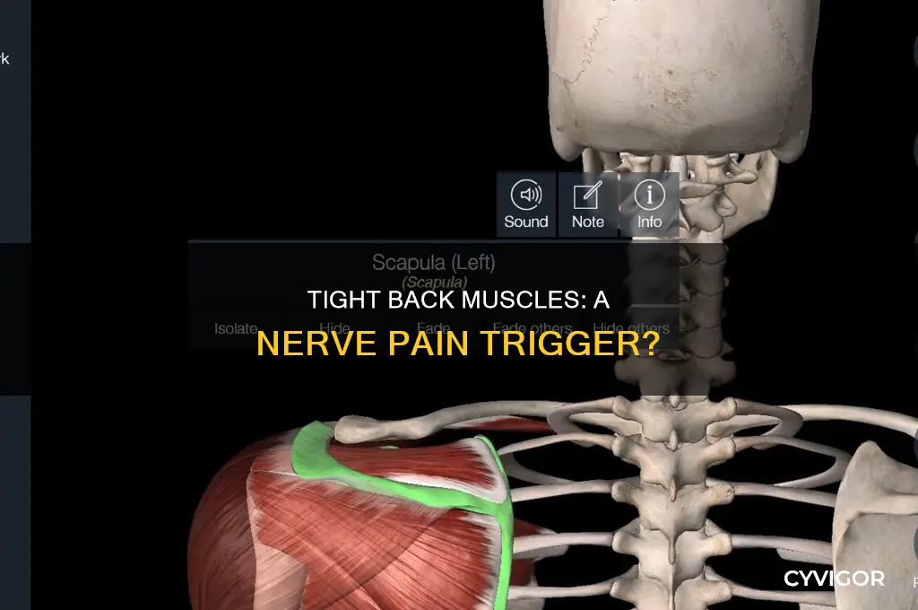 Tight Back Muscles: A Nerve Pain Trigger? | CyVigor