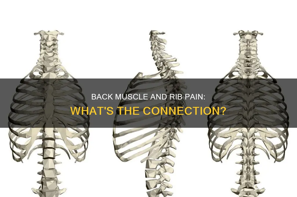 Back Muscle And Rib Pain: What's The Connection? | CyVigor
