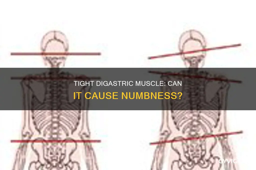 Tight Digastric Muscle: Can It Cause Numbness? | CyVigor