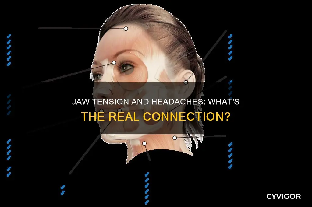 Jaw Tension And Headaches: What's The Real Connection? | CyVigor