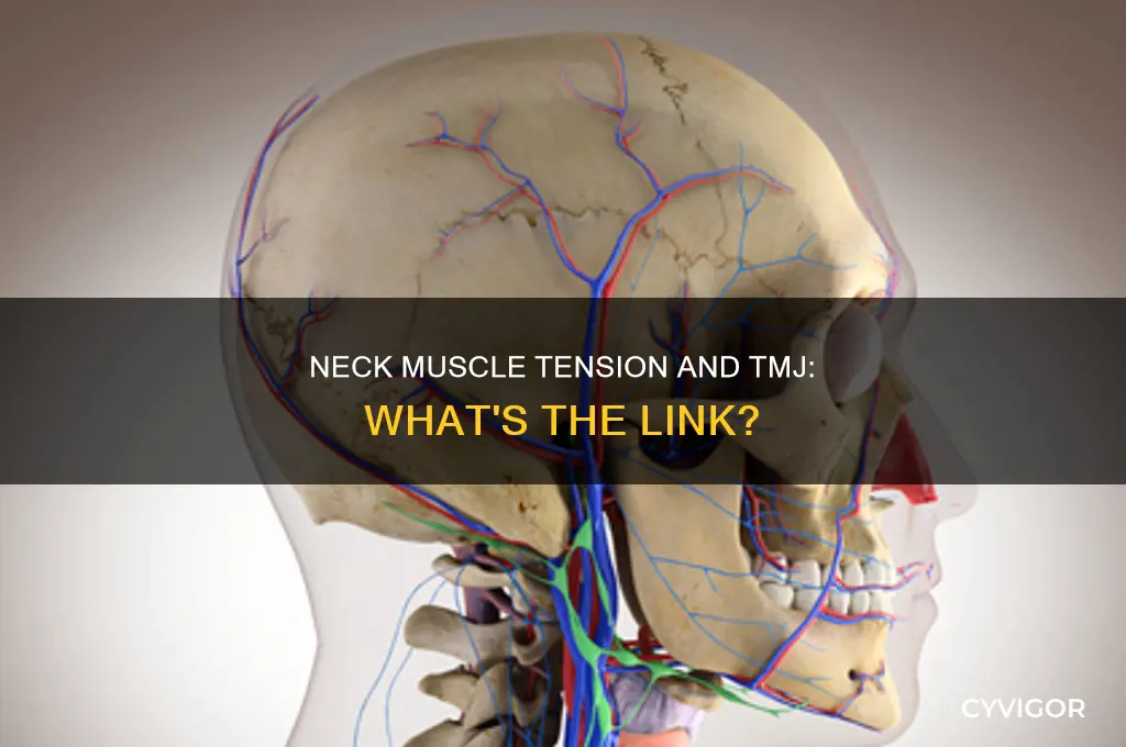 Neck Muscle Tension And Tmj: What's The Link? | CyVigor