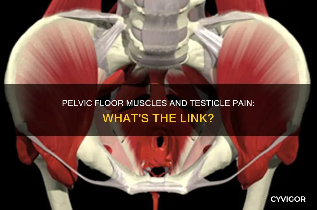 Pelvic Floor Muscles And Testicle Pain: What's The Link? | CyVigor