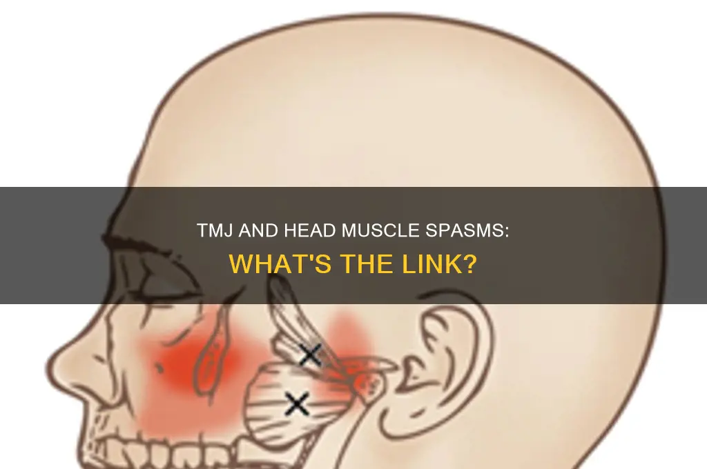 Tmj And Head Muscle Spasms: What's The Link? | CyVigor