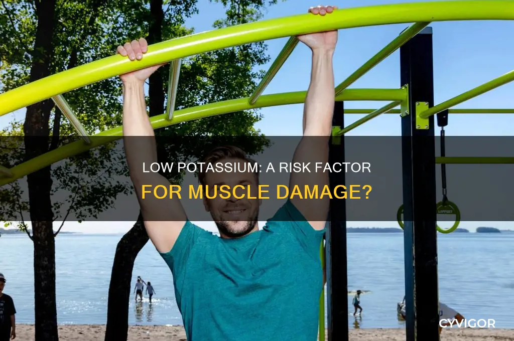 Low Potassium: A Risk Factor For Muscle Damage? | CyVigor