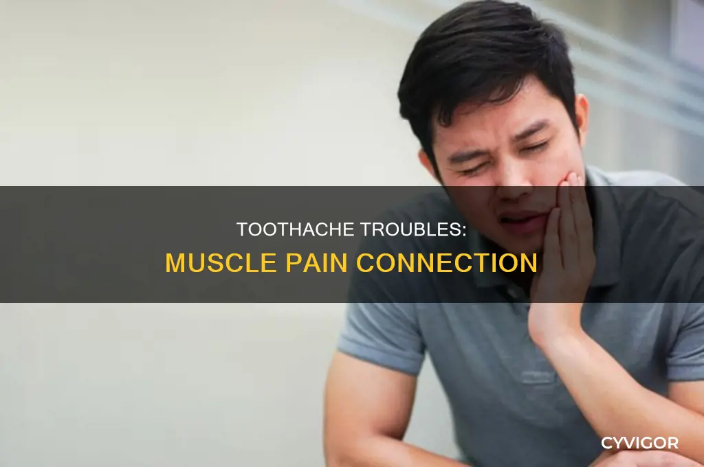 Toothache Troubles: Muscle Pain Connection | CyVigor