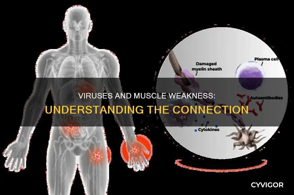 Viruses And Muscle Weakness: Understanding The Connection | CyVigor