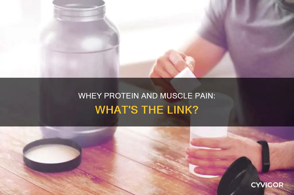 Whey Protein And Muscle Pain: What's The Link? | CyVigor