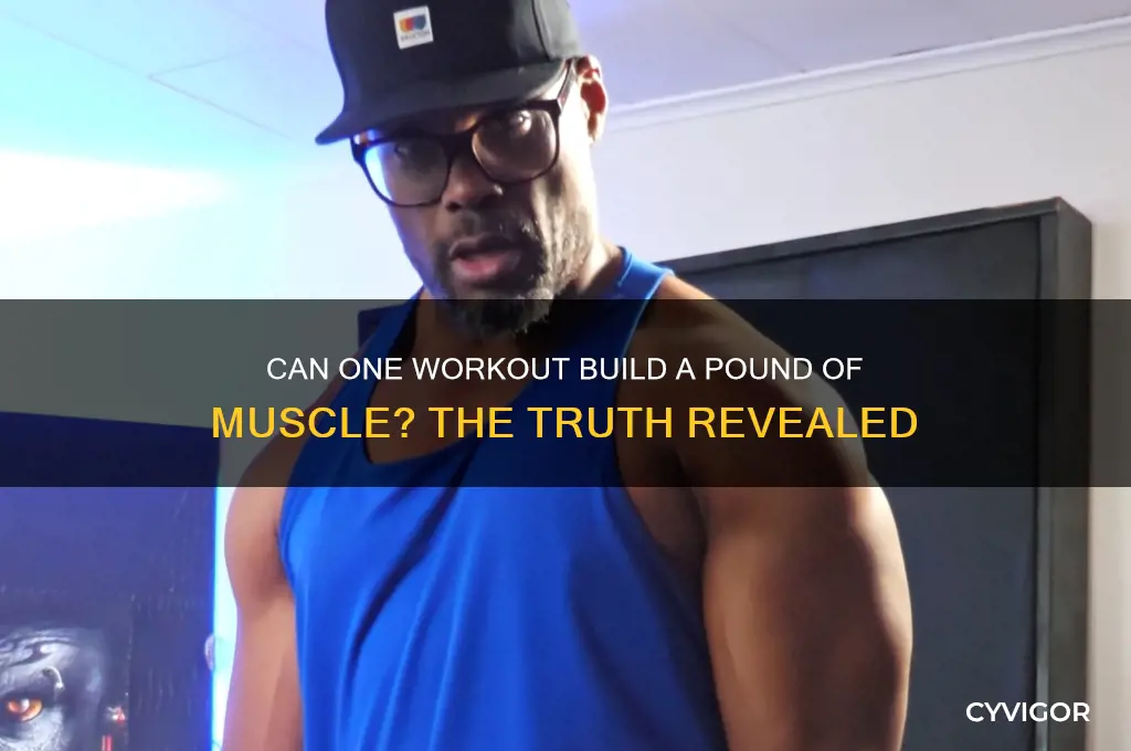 Can One Workout Build A Pound Of Muscle? The Truth Revealed | CyVigor