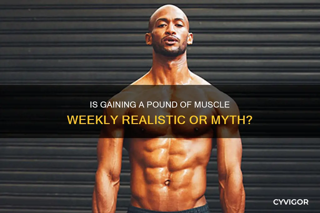 Is Gaining A Pound Of Muscle Weekly Realistic Or Myth? | CyVigor